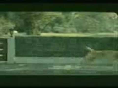 cateaua prinsa in futai