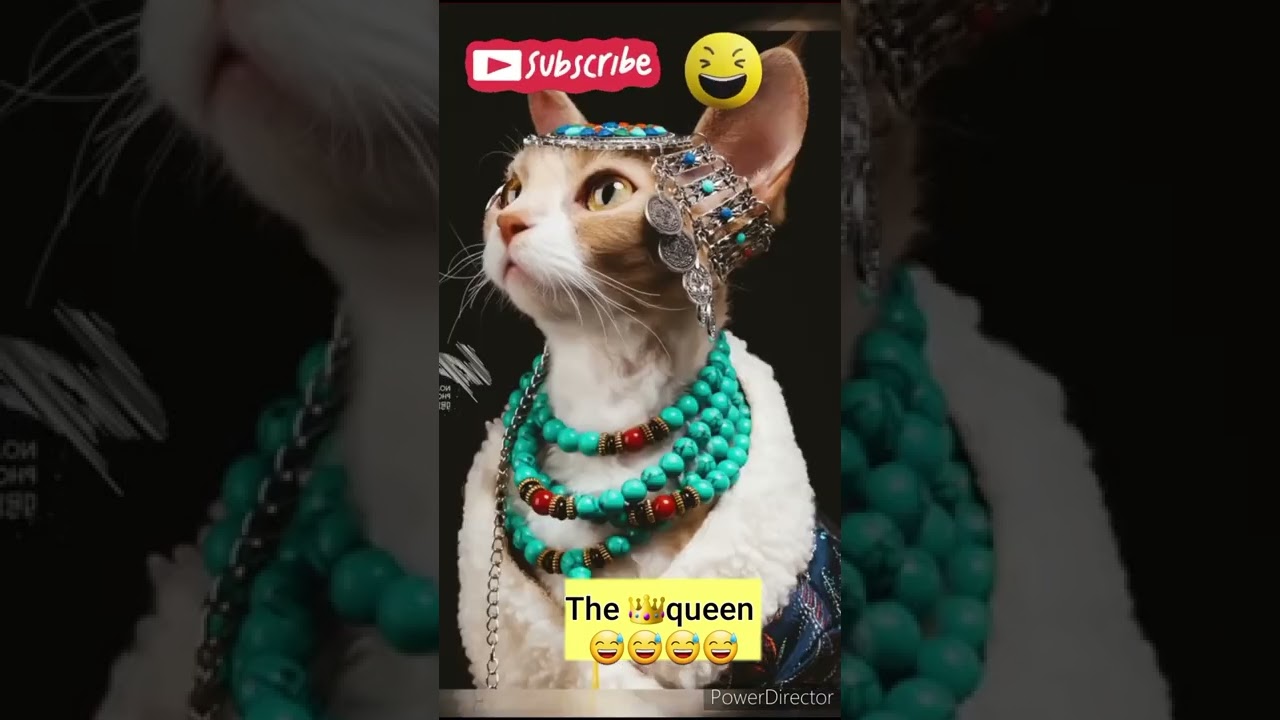 Vicces videók Bakik - vicces emberek 2022 - legjobb vicces videók 2022 ...