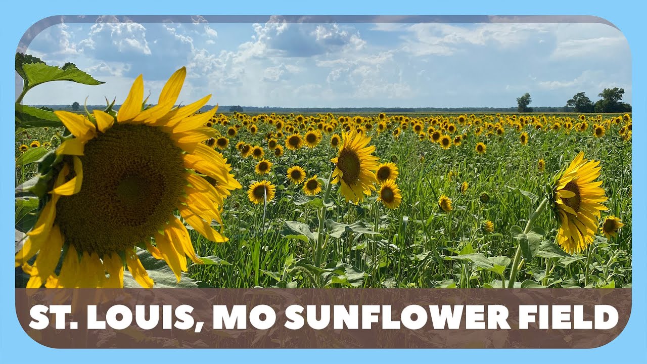 Columbia Bottom Sunflower Field Tour 4k - YouTube