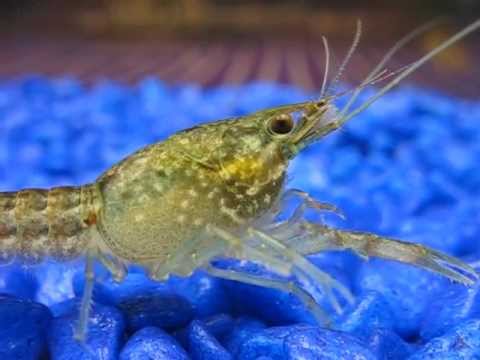 Marbled self-cloning crayfish close up - YouTube