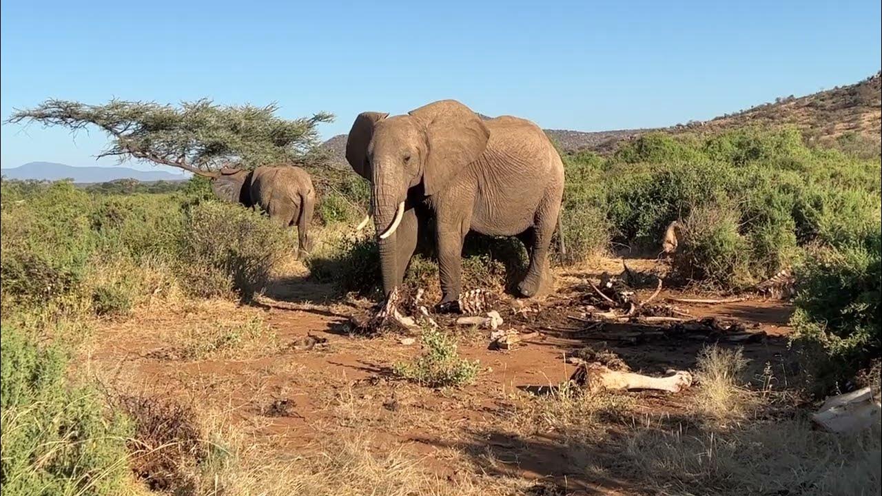 CAPTURED: Elephant interactions with the remains of their dead - YouTube