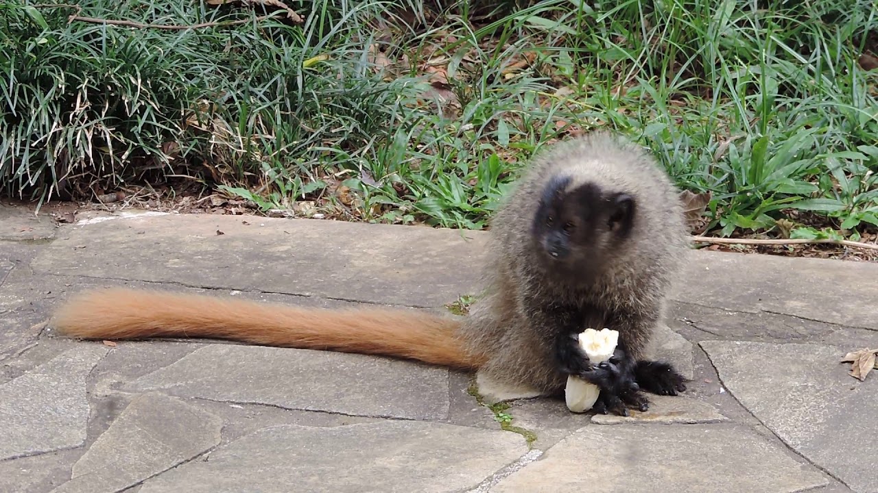 Macaco sauá (Callicebus nigrifrons) - YouTube