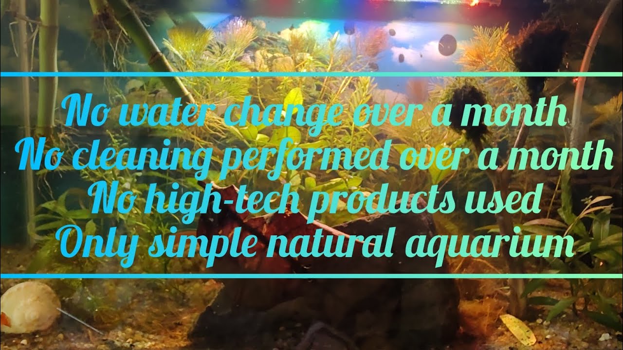 Planted Aquarium Magic - YouTube