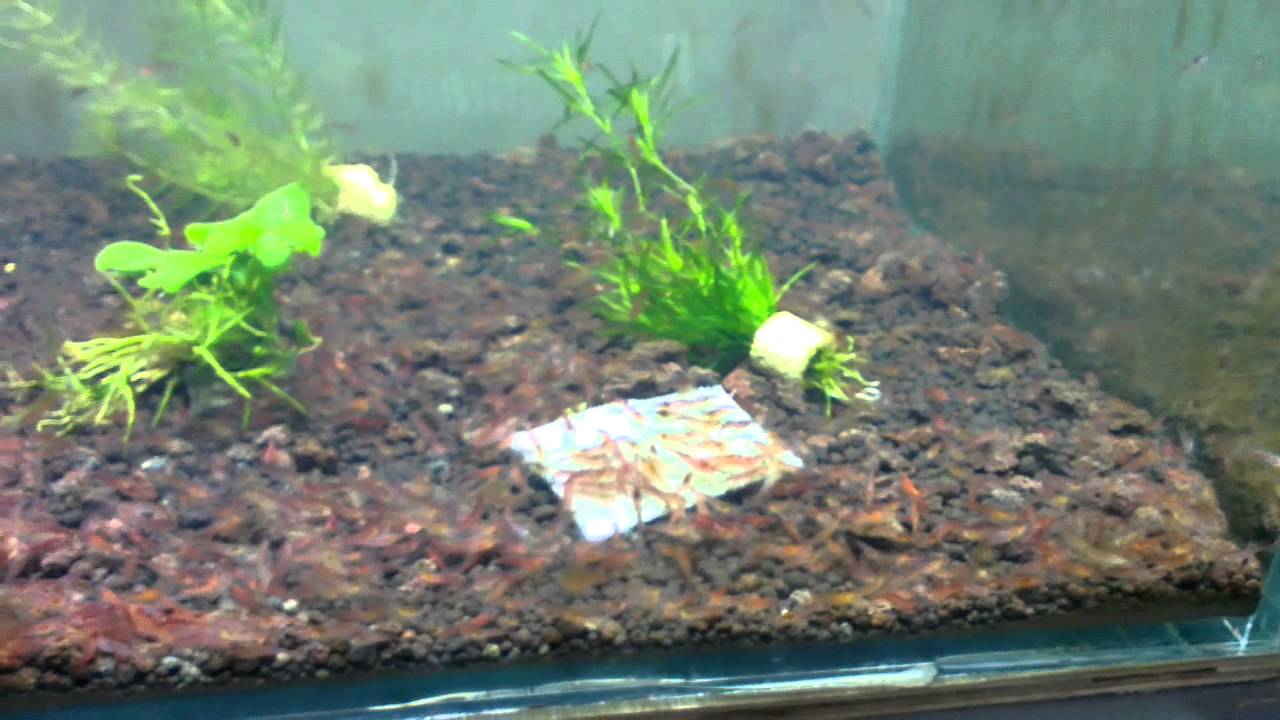 Cho tép đỏ RC (Red Cherry) ăn thức ăn tép đỏ - YouTube