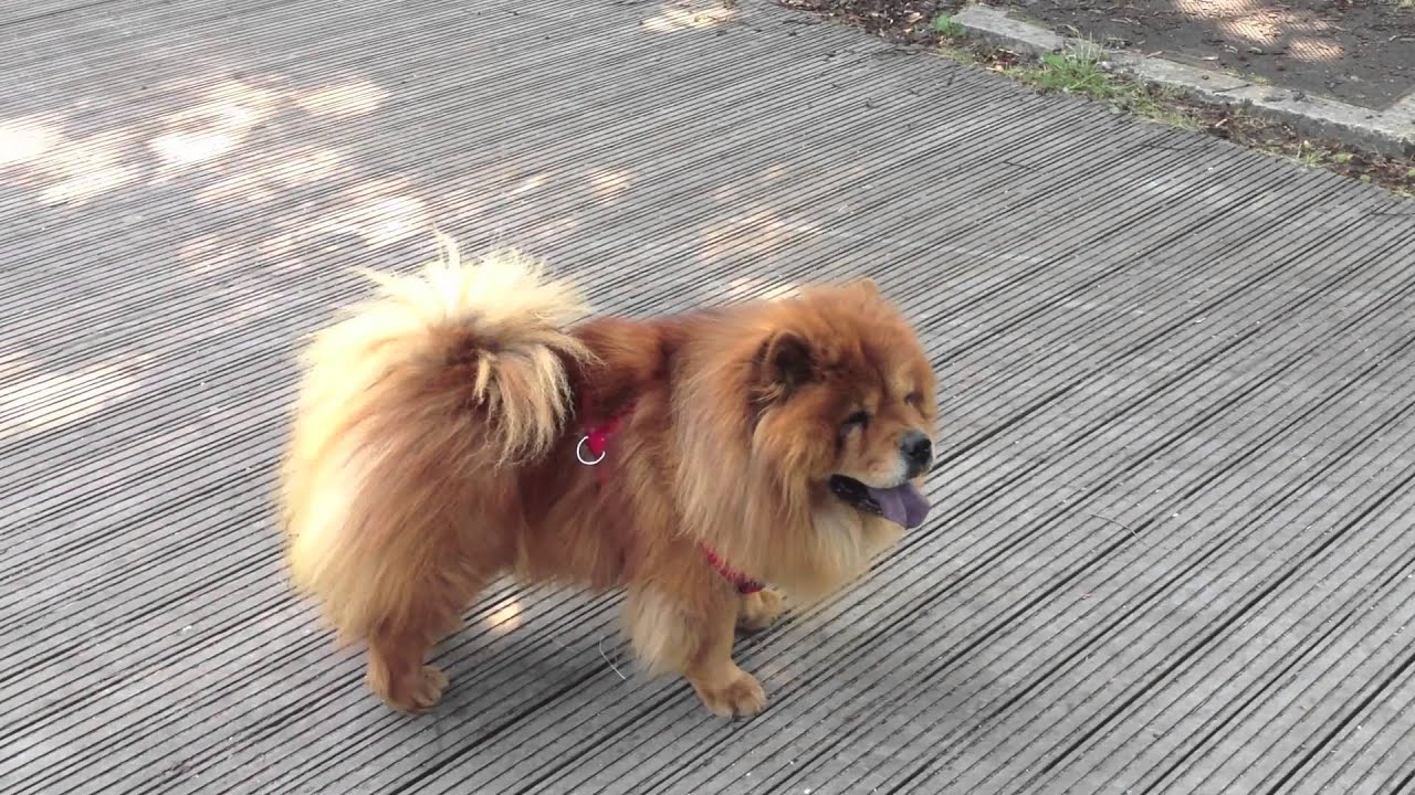 Amazing lovely funny "lion dog" chow-chow playing with friends - Woking ...