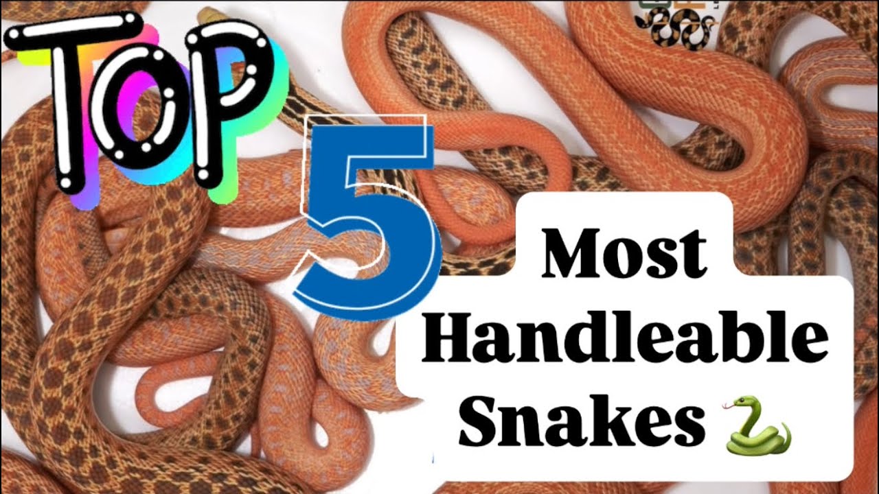 Top 5 Most Handleable Snakes - YouTube