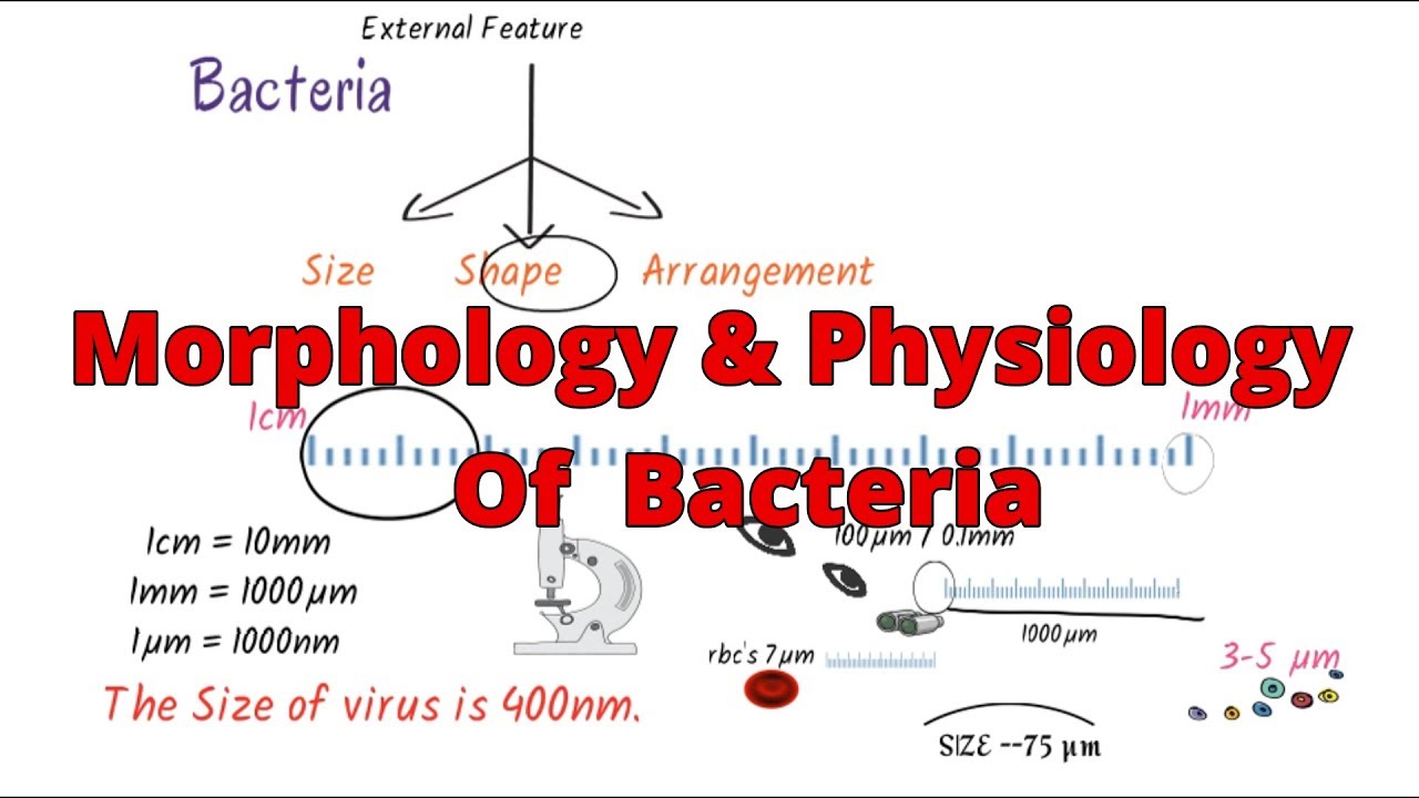 Morphology of bacteria || bacteria morphology classification ...