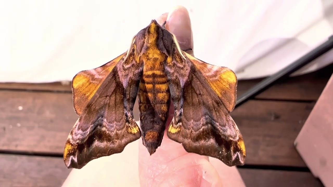 The beautiful Small-Eyed Sphinx Moth - YouTube