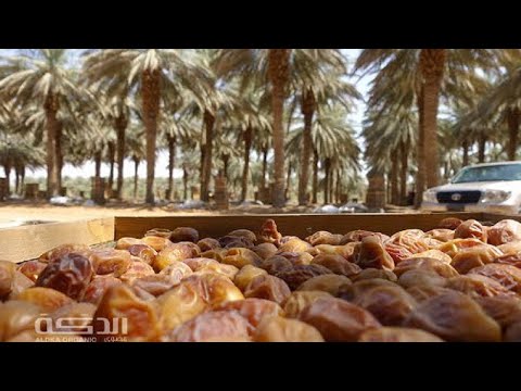 Dates Farm in Saudi Arabia| | Ajwa dates |planted by prophet Mohammed ...