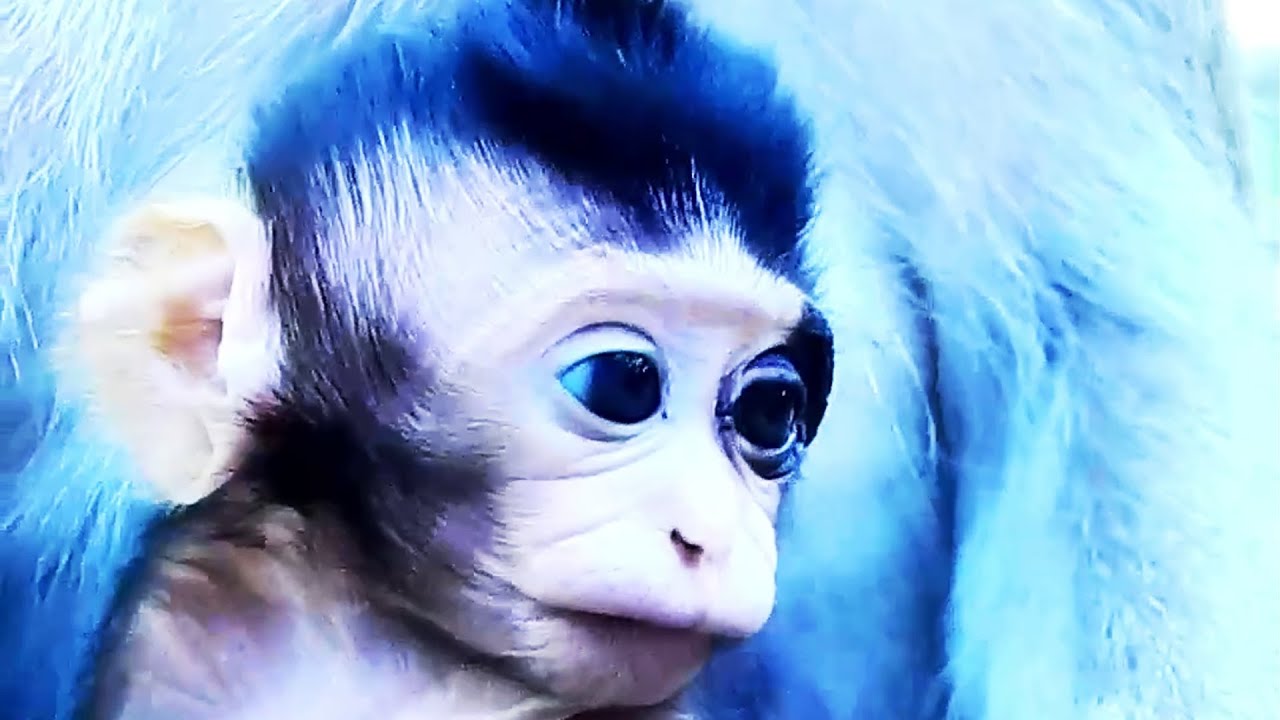 Absolutely First Time See Cute Birthmark Infancy Monkey Baby On Face ...