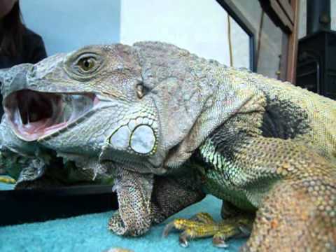 angry iguana fighting MIRROR FALLS! - YouTube