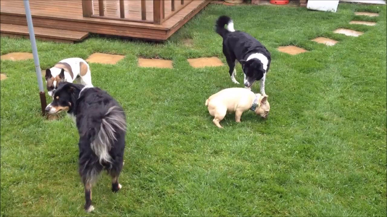 Dogs Bonnie Tinker Minnie Claude and friends - YouTube
