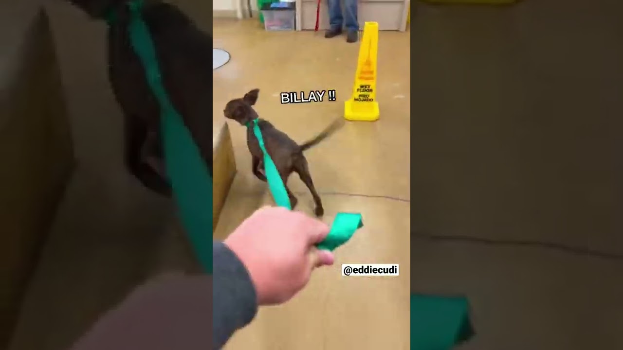 « I say Wallay BILLAY »😂🐶 #Shorts #WallayBillay #EddieCuDi # ...