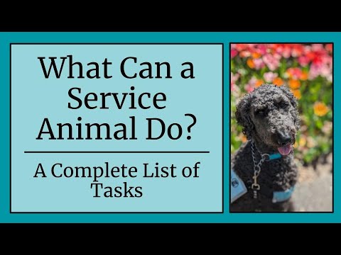 What Can a Service Animal Do? // A Complete List of Tasks - YouTube