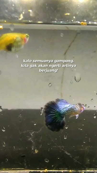 Blue dragon halfmon Dumbo ear🤤😍klewer² #guppy #bluedragon #hewanairtawar - YouTube