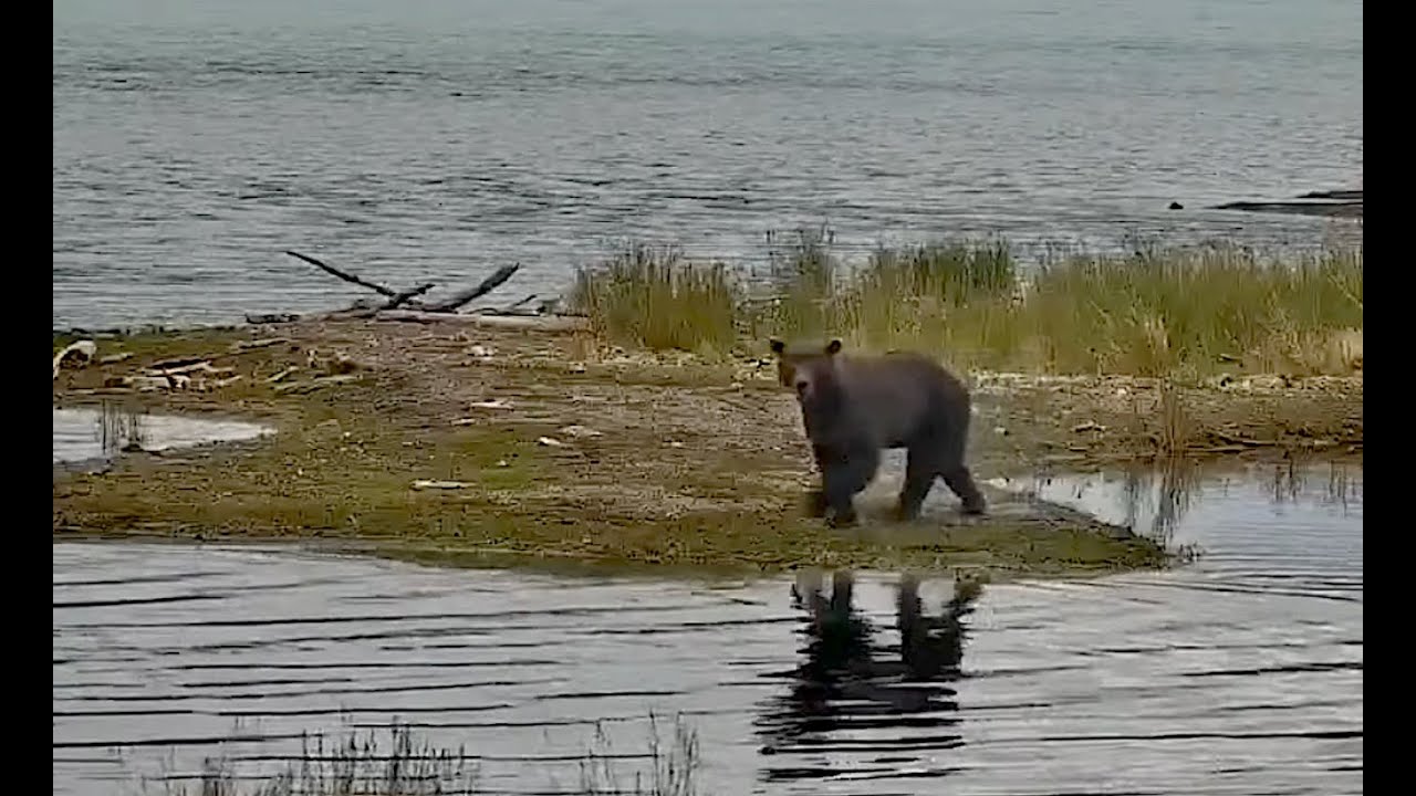 14 Aug 2024: Dark sub on lower river (explore.org) - YouTube