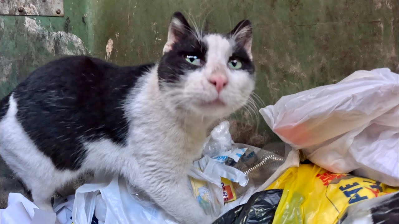 Poor Stray cat looking for food from garbage - YouTube