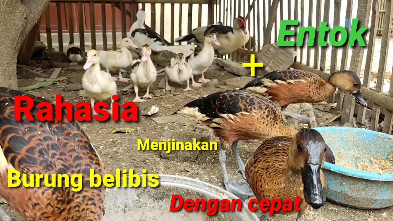 Tips dan cara agar burung belibis jinak seperti entok ...