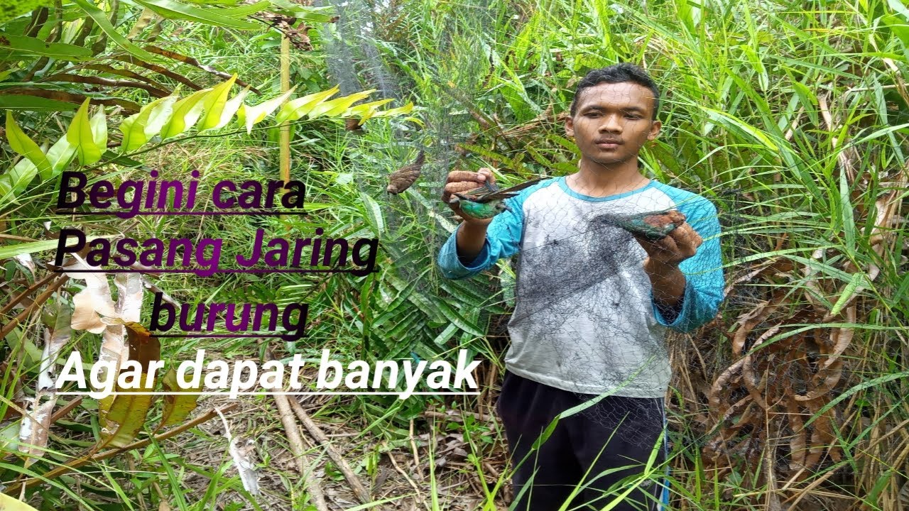 Perangkap burung Menggunakan Jaring - YouTube