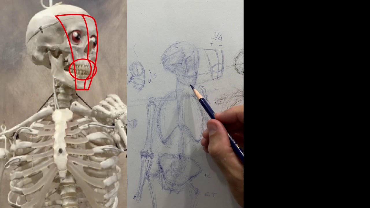 David's skeleton part 2 - YouTube