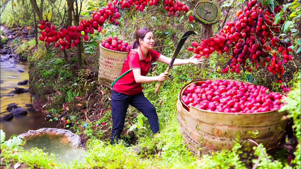 Red Ambarella Salad with salt and pepper | Harvesting red Ambarella by ...