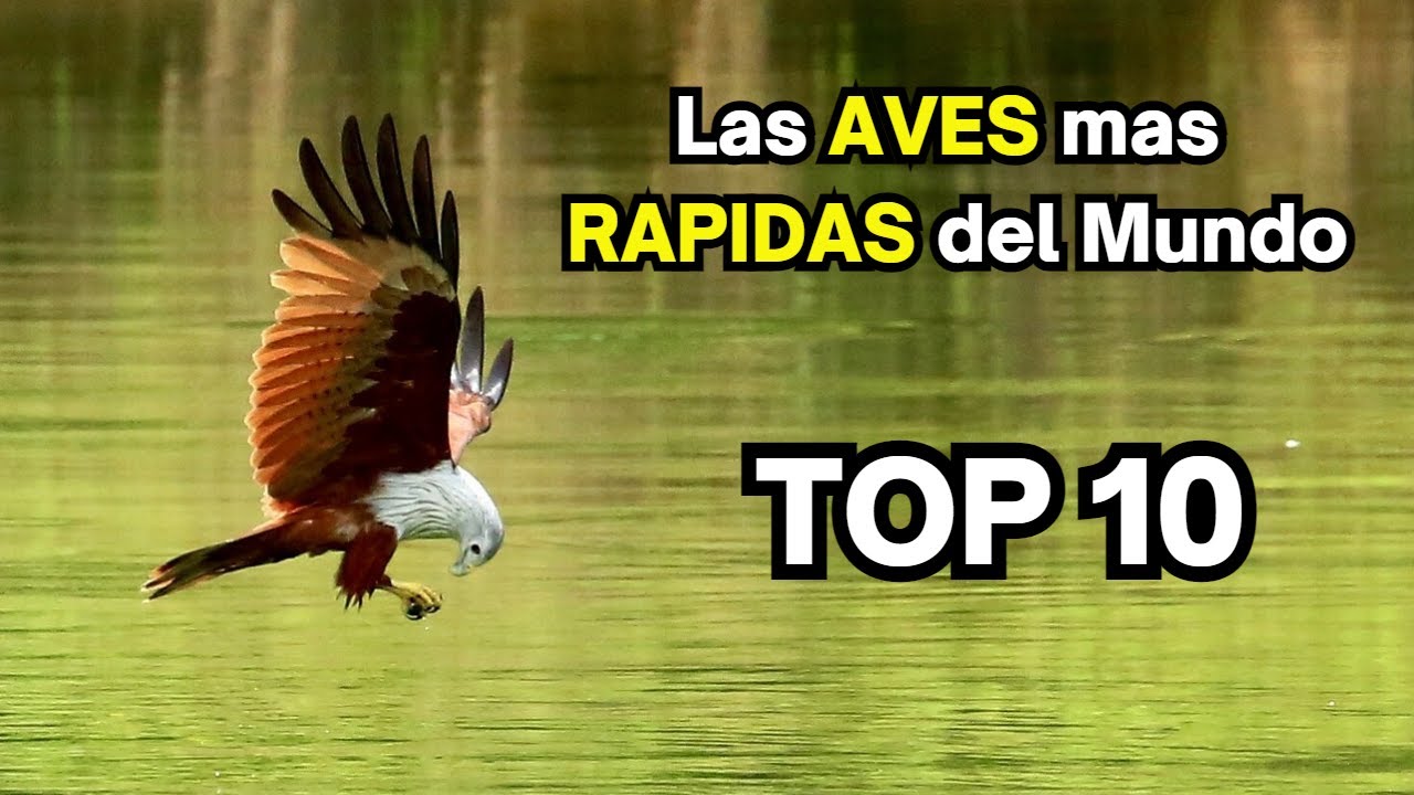 Top 10 de las aves mas rapidas del mundo - Aves rapaces - YouTube