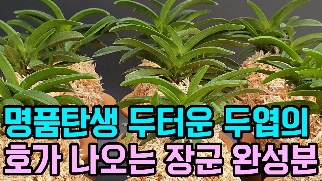 명품탄생 두터운 두엽의 호가 나오는 장군 완성분 풍란부귀란 꽃밭에서 난원 난테크 재테크 식테크 초특가 춘란 Orchid 반려식물 명품풍란 키우기 정원 연말연시 Xmas