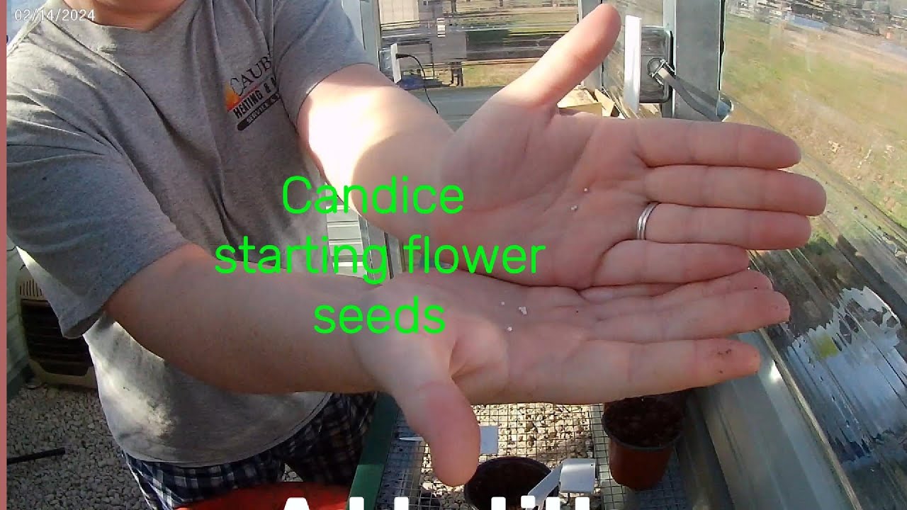 Candice planting flower seeds in greenhouse - YouTube