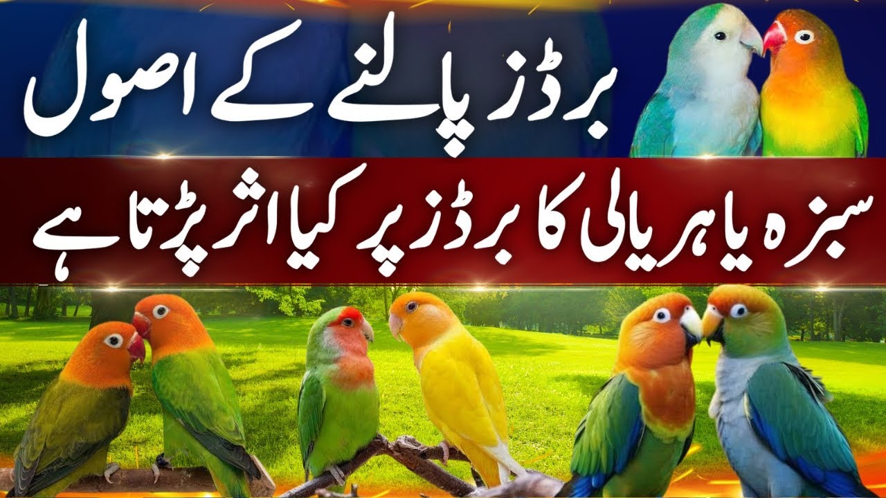 Birds Keeping ke Kuch Asool Kuch Qaiday hotay hain - YouTube