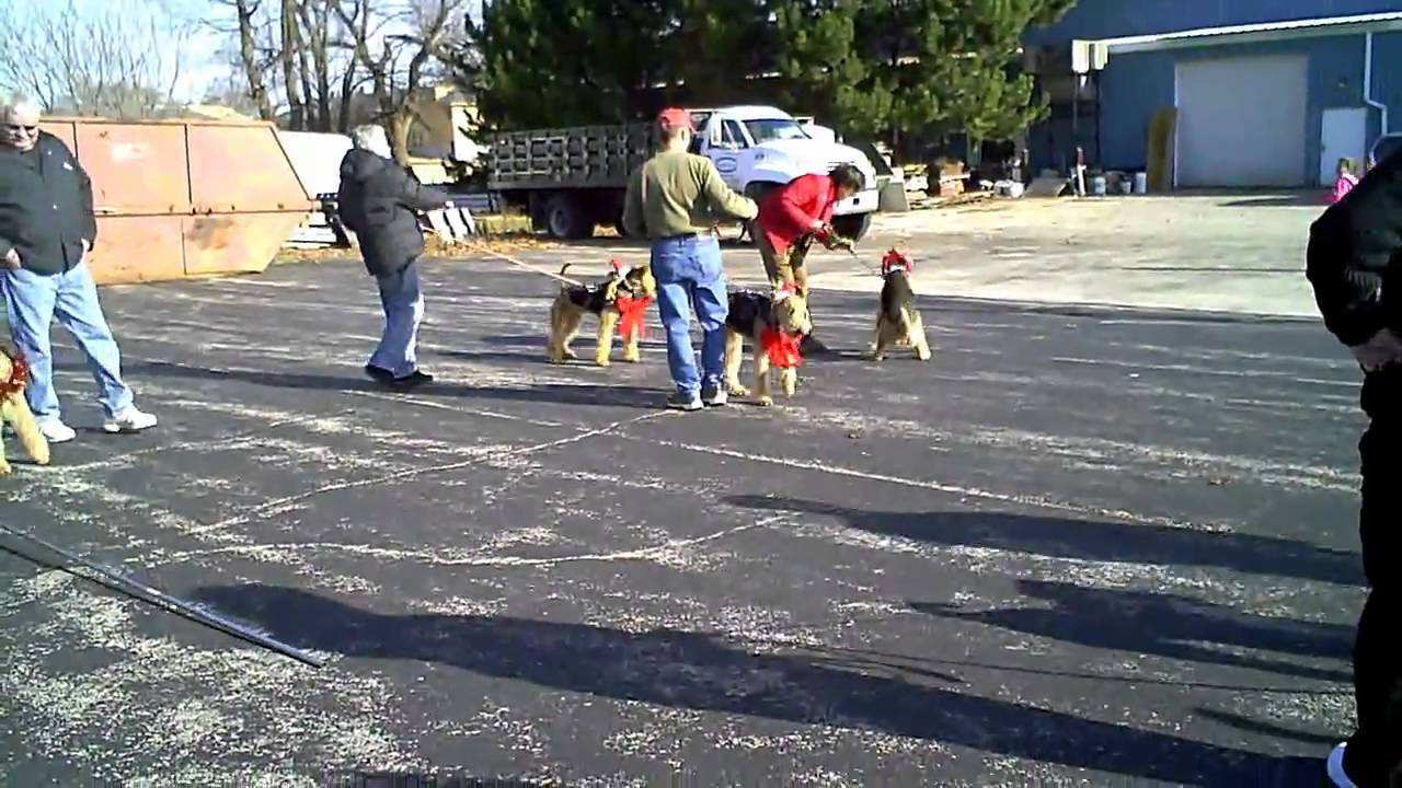 Wisconsin Airedale Club - Grafton Holiday Parade.wmv - YouTube