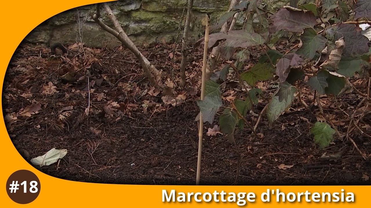 Atelier du Jardin : Marcottage d'hortensia - YouTube