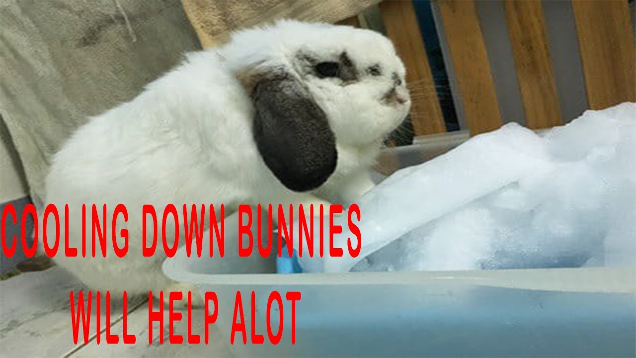 How to Treat Heat Stroke in Rabbits - YouTube