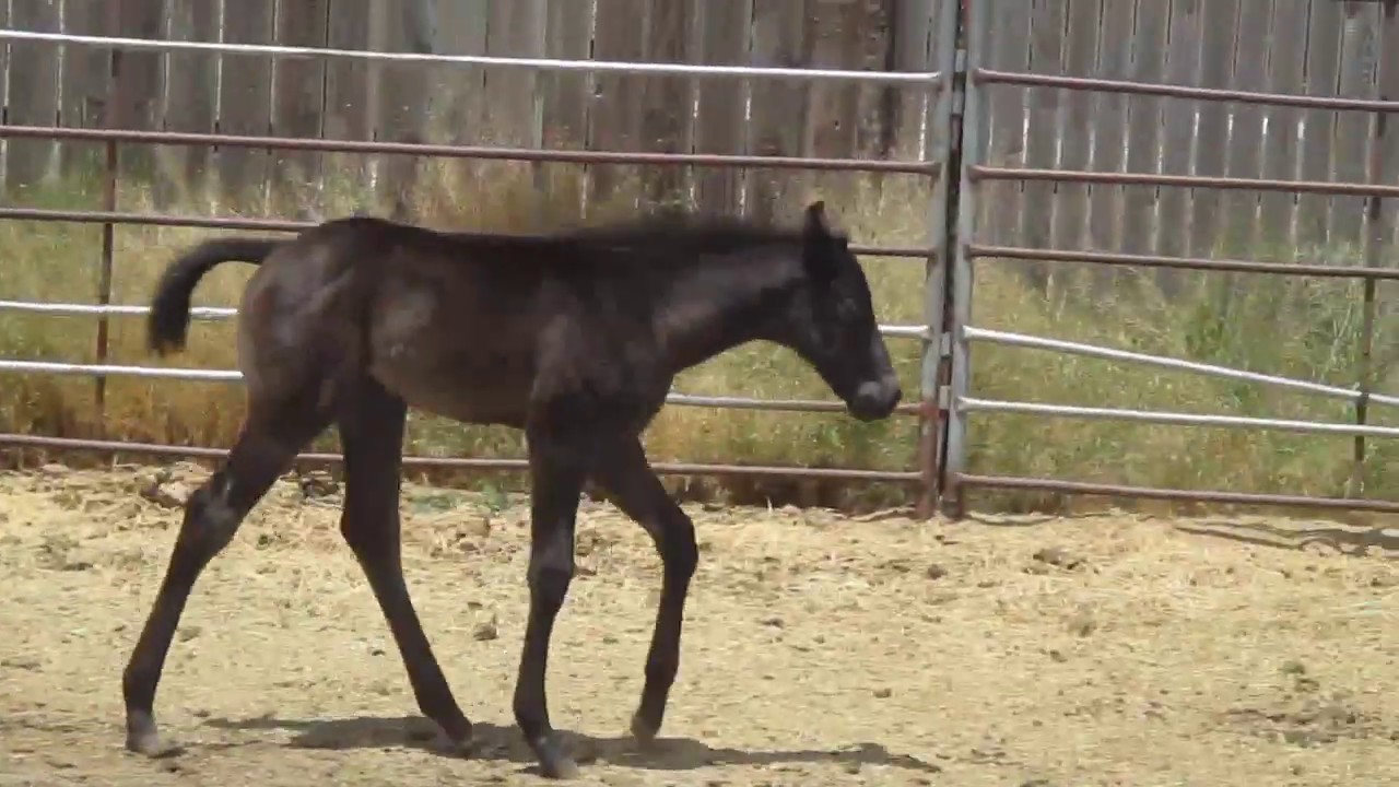 BLACK FILLY SPB APHA RUNNING & COW BRED - YouTube