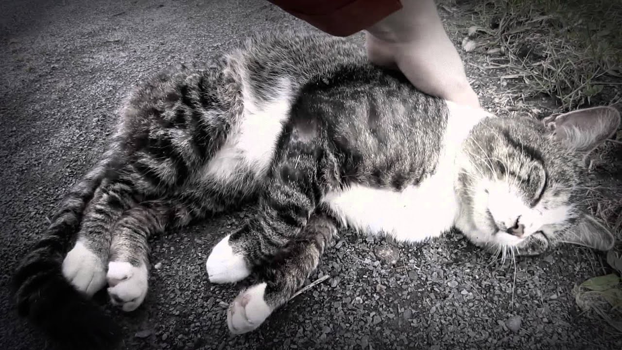Nice kitty cat - YouTube