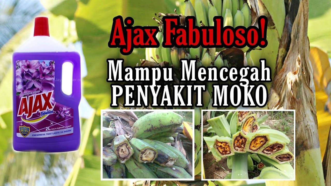 Cara mencegah PISANG SAKIT / PENYAKIT MOKO semasa berbuah | Pisang ...