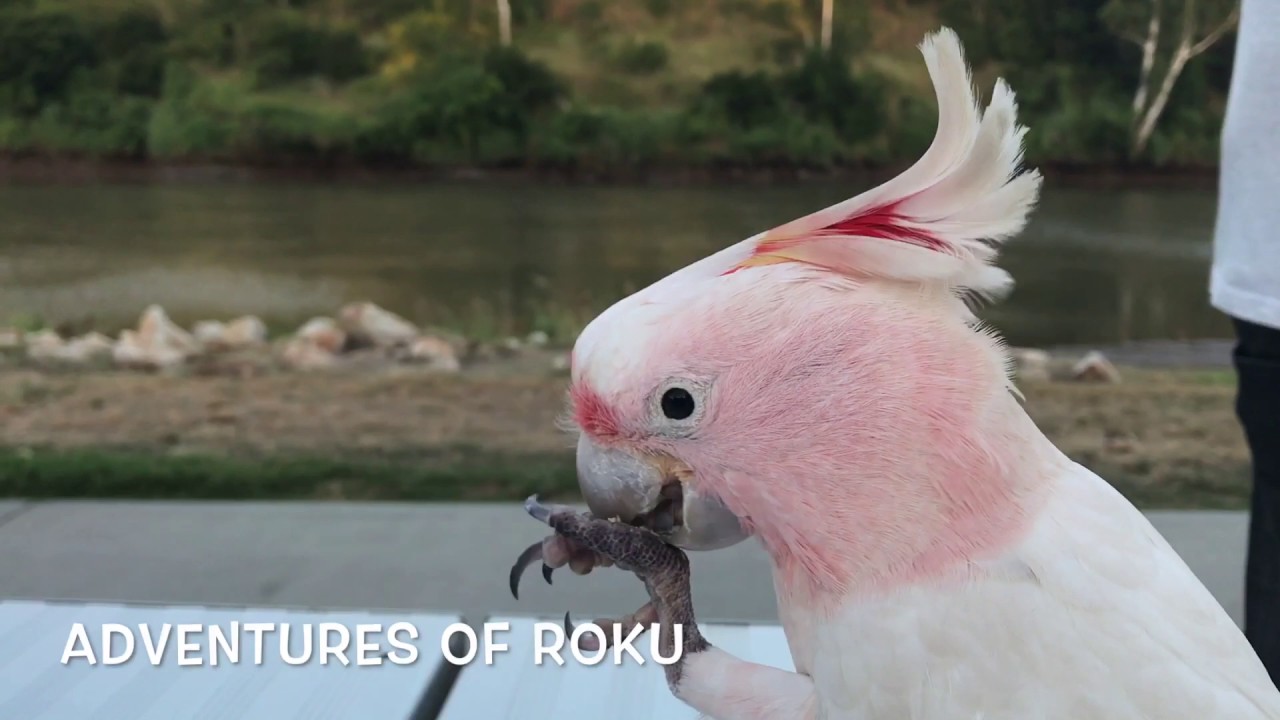 P1 Free Flight Macaws & Major Mitchell Cockatoo - YouTube