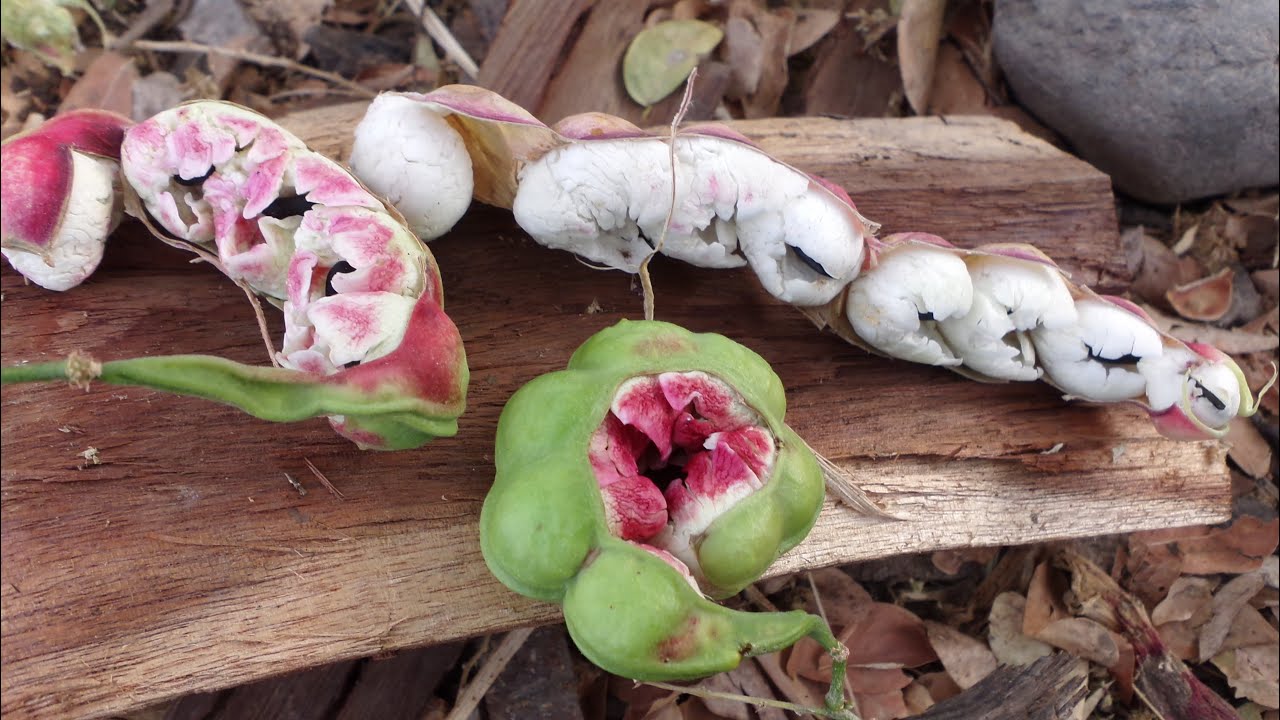 Guamuchiles, gallinero, pinzán, chiminango, gina, guamaras, roscas ...