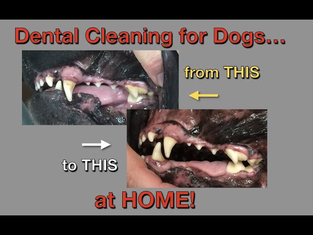 Dog Teeth Cleaning Before And After Dog Dental Month Sydney Animal