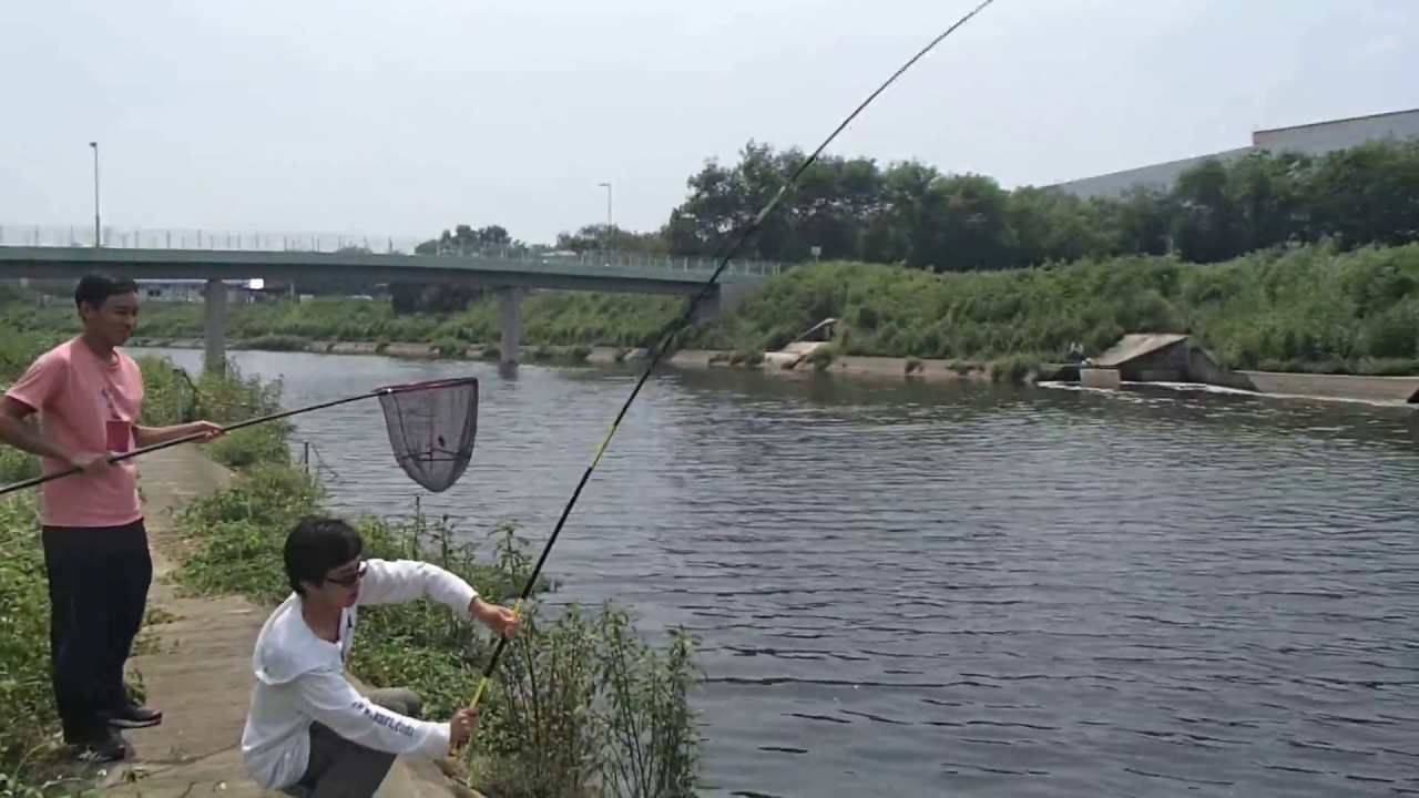 (Ting fishing)梧桐河上的勝哥 之黑鯇傳說 - YouTube