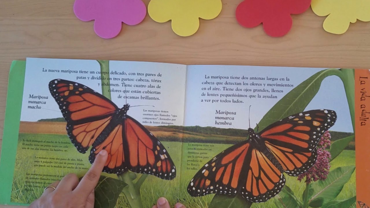 Así nace la mariposa - Libro - Maestra Maria - YouTube