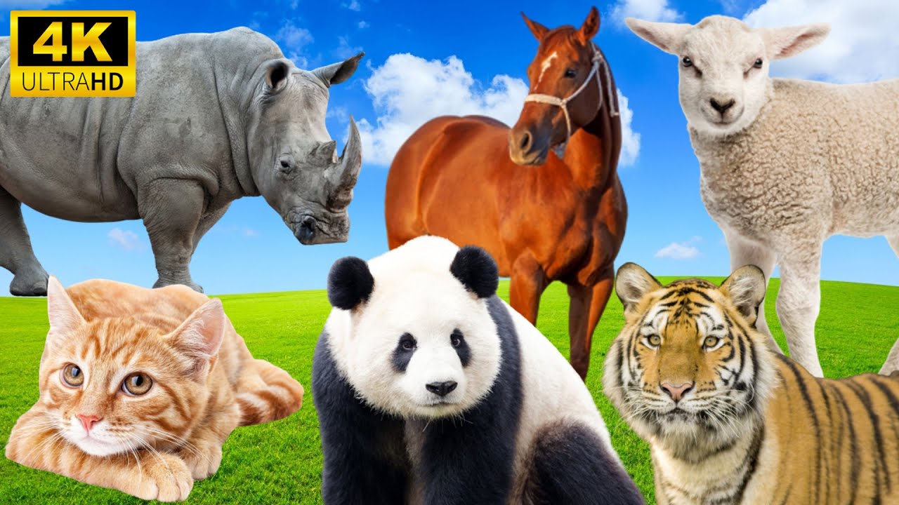 The Best of Farm Life: Rhino, Horse, Sheep, Panda, Cat - Animal Videos ...