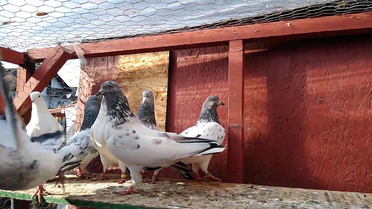 high flyer pigeons - YouTube