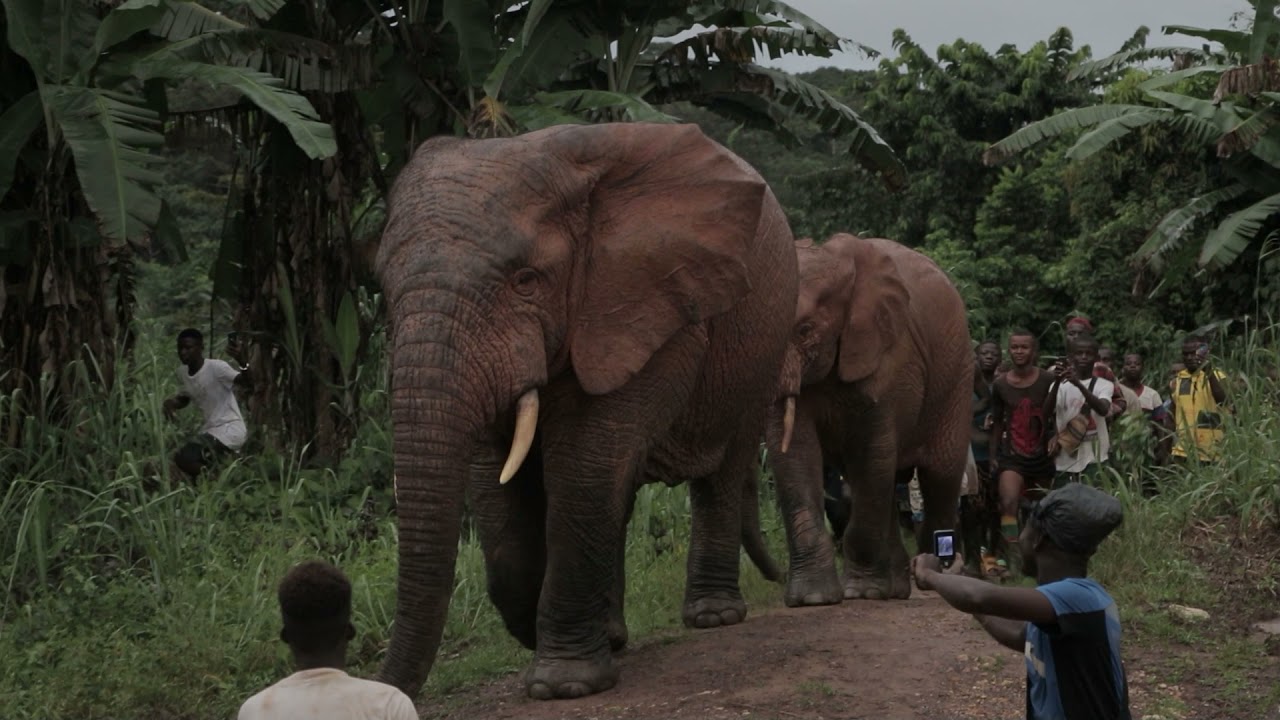 Villagers excited after seeing two elephants in southeastern Liberia ...