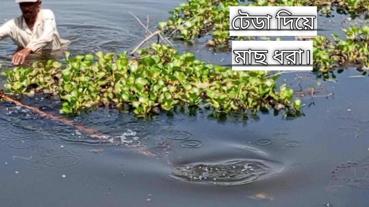 Tada fishing || Best fishing of tada Method || Village fishing system ...