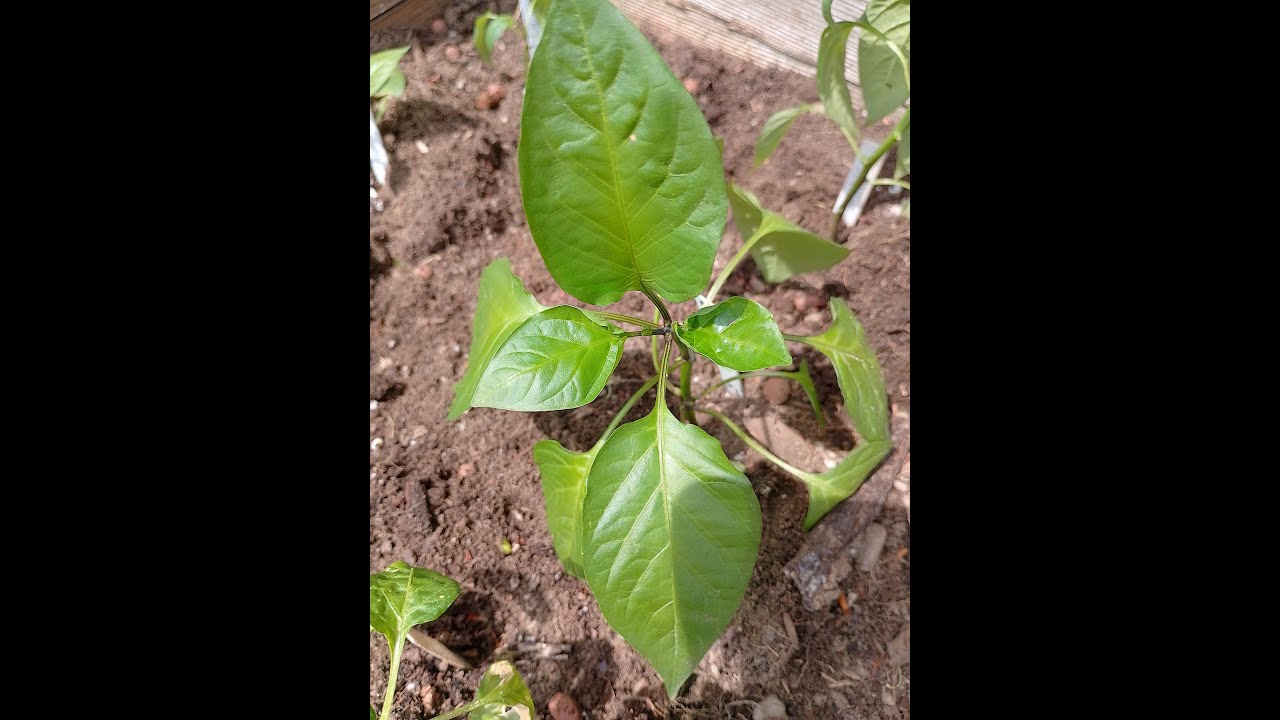 Paprika pflanzen #### Planting paprika - YouTube