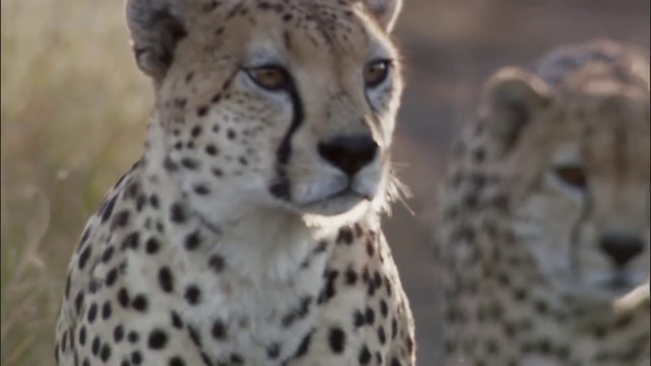 Decovery of animals - YouTube