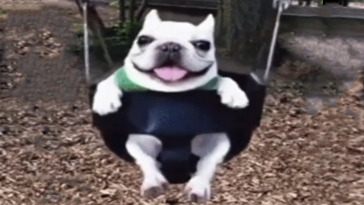 Dog on a swing | Dog on swing meme / собака на качелях мем - YouTube