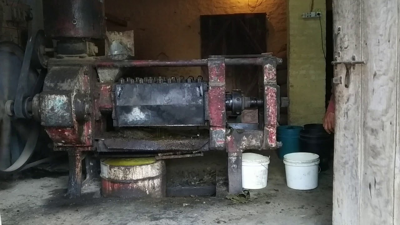 How to extract mustard Oil from seeds | Mustard oil from seeds - YouTube