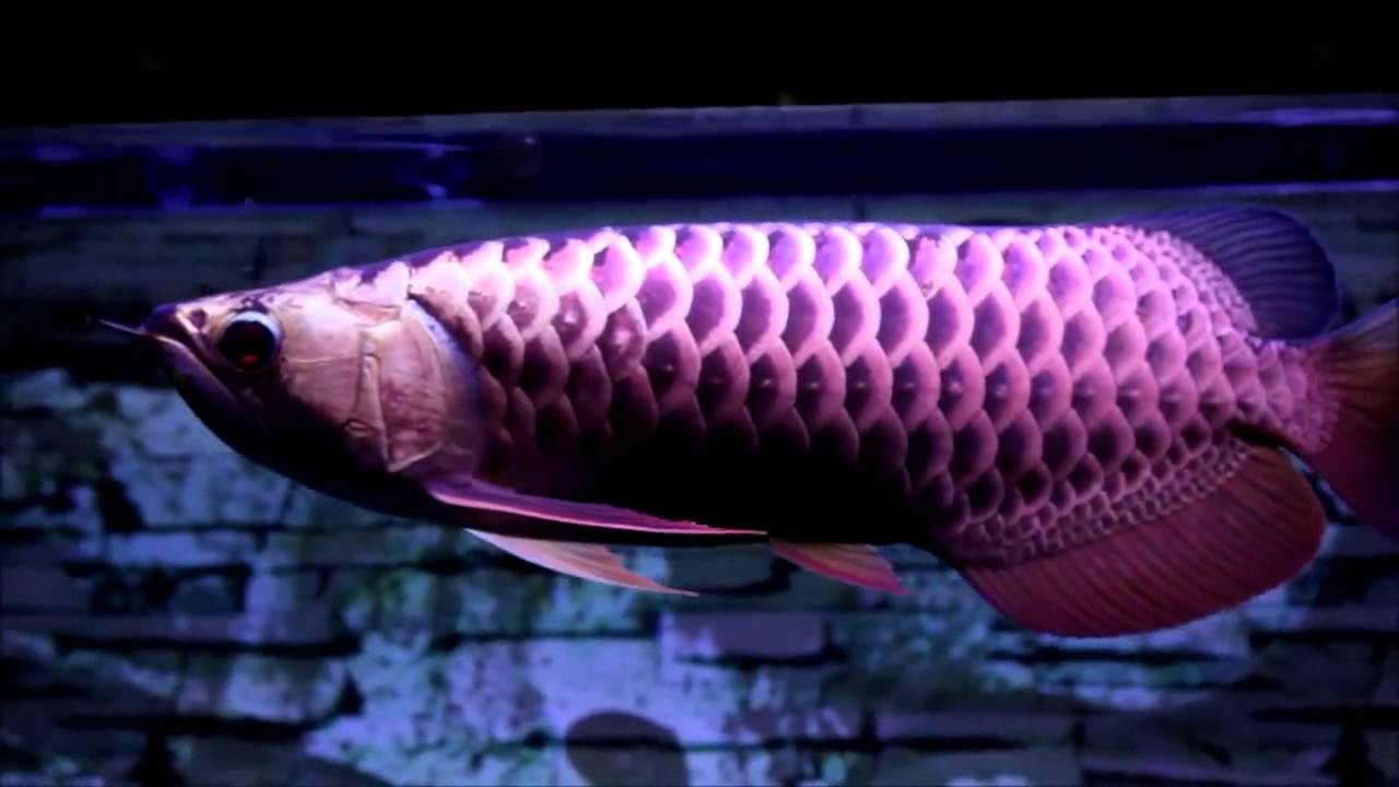The Dark Blue Arowana - YouTube