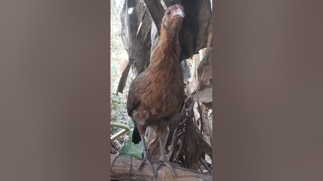 suab poj qaib see - YouTube